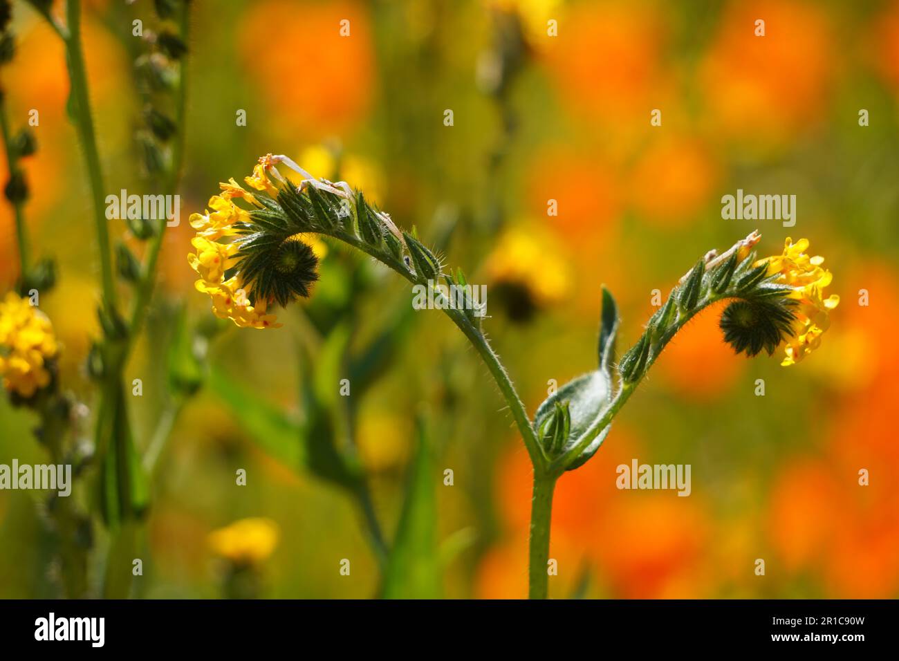 Tiny Yellow-Orange wildflower, Fiddleneck bloom in Diamond Valley Lake ...