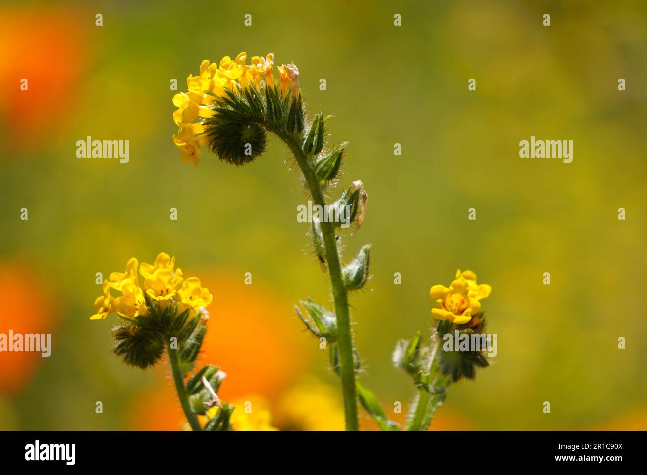Tiny Yellow-Orange wildflower, Fiddleneck bloom in Diamond Valley Lake ...