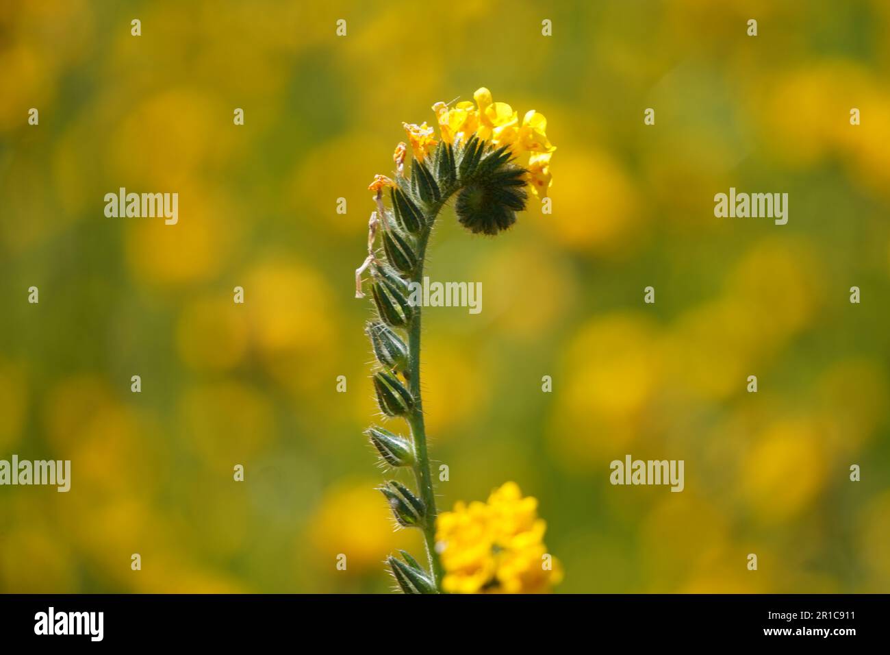 Tiny Yellow-Orange wildflower, Fiddleneck bloom in Diamond Valley Lake ...