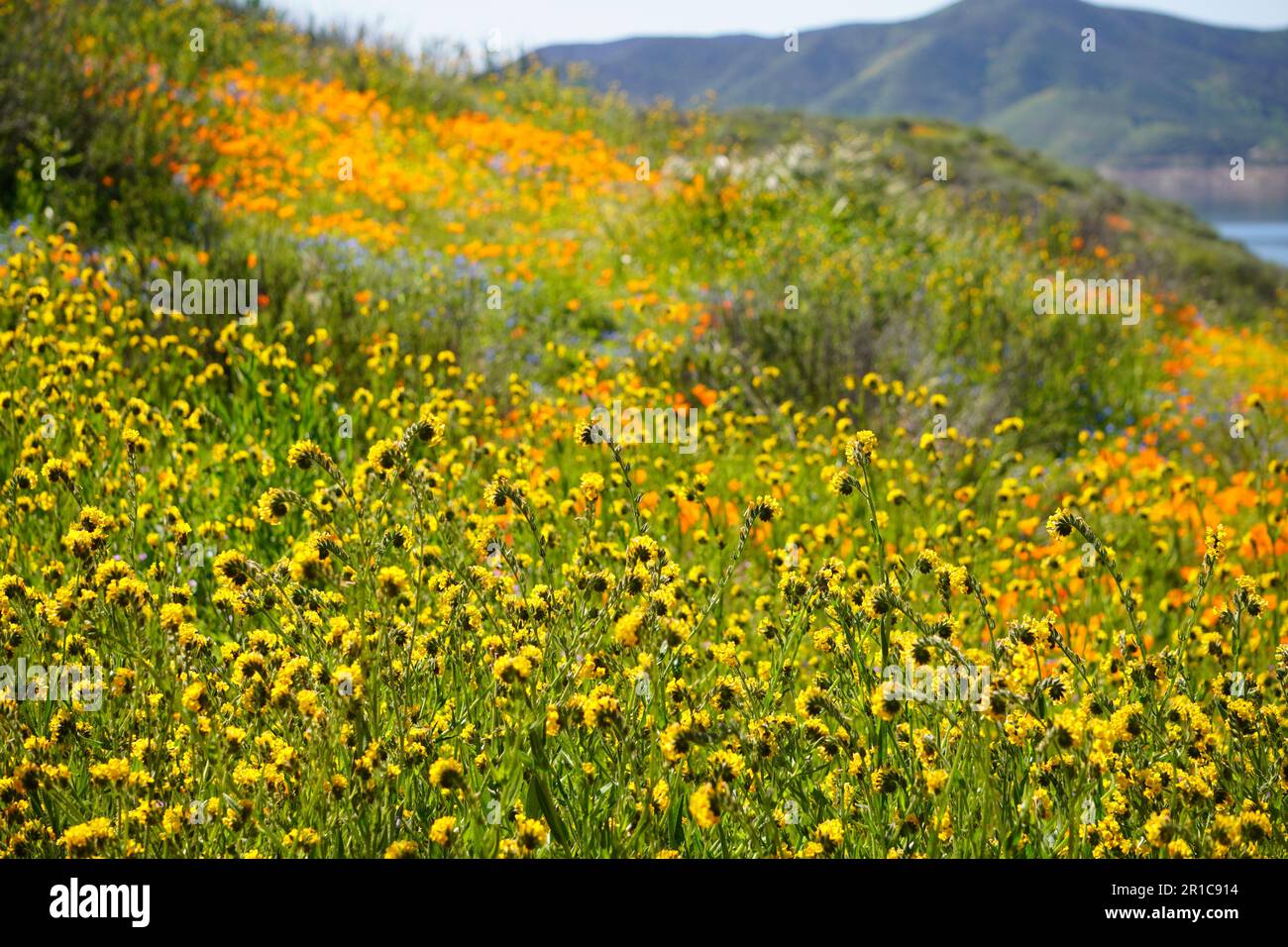 Tiny Yellow-Orange wildflower, Fiddleneck bloom in Diamond Valley Lake ...