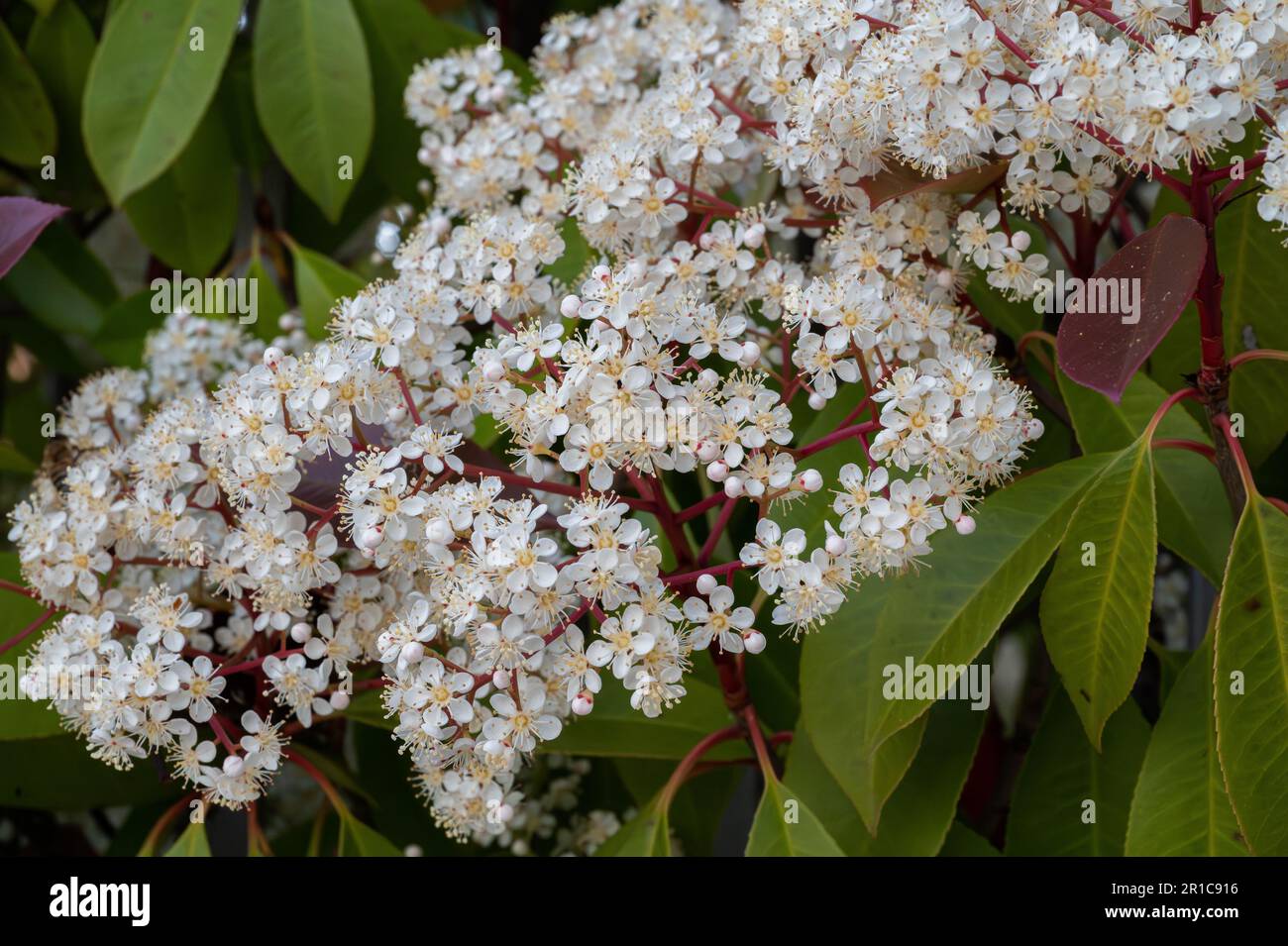 Viburnum tinus. The viburnum vat is a plant of the Caprifoliaceae ...