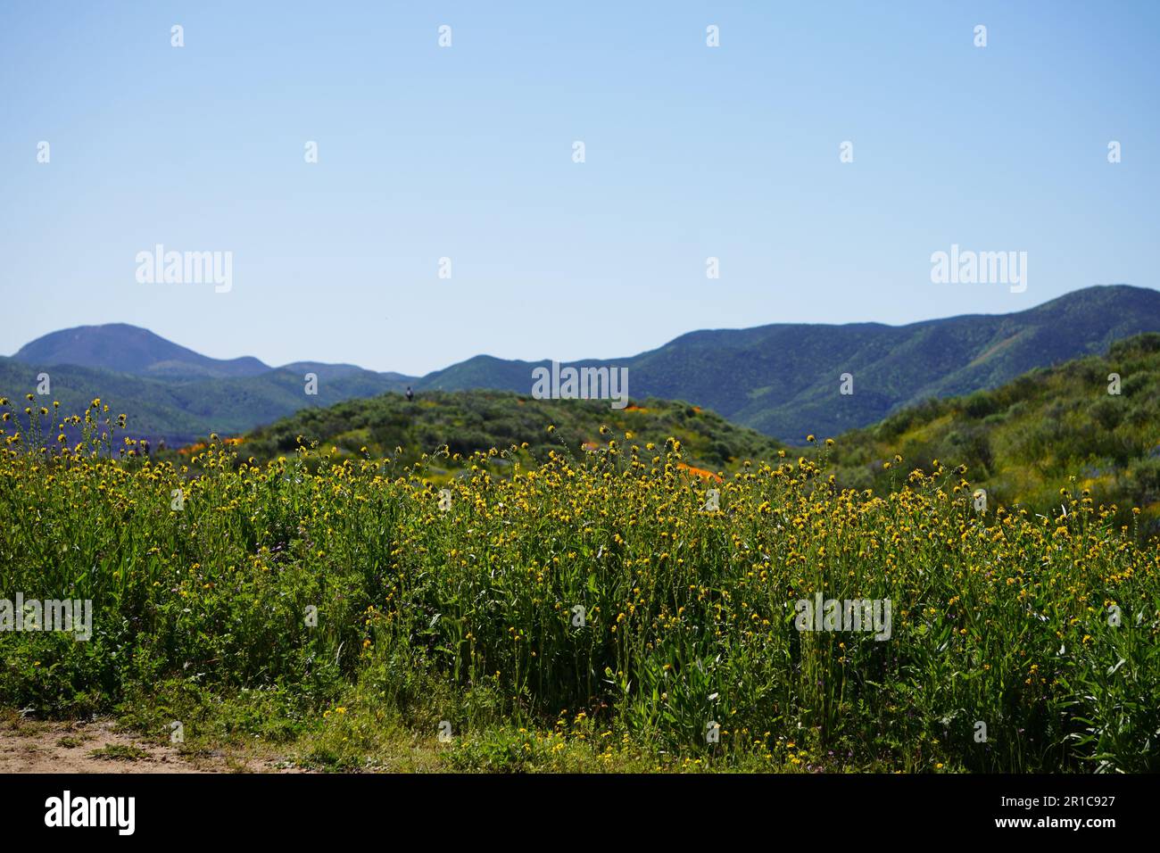 Super bloom wildflowers in Spring and early Summer, Diamond Valley Lake ...