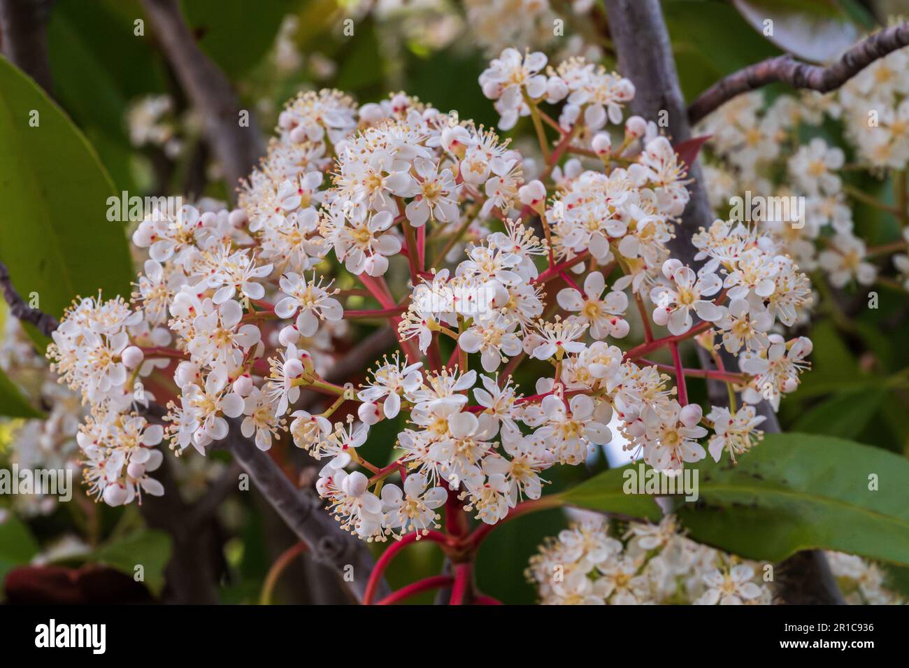 Viburnum tinus. The viburnum vat is a plant of the Caprifoliaceae ...