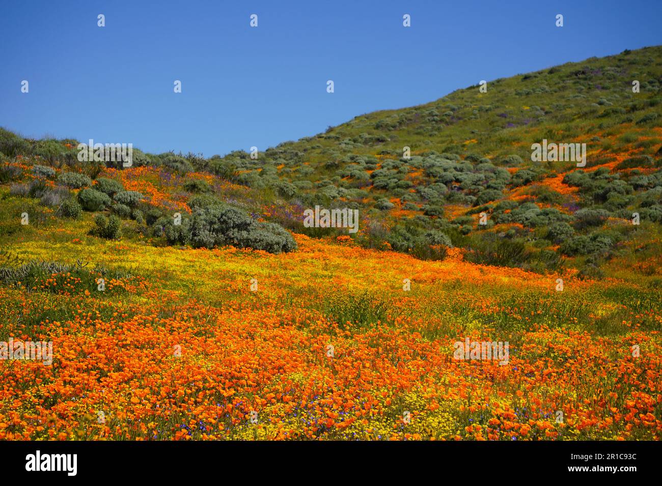 Super bloom wildflowers in Spring and early Summer, Diamond Valley Lake ...
