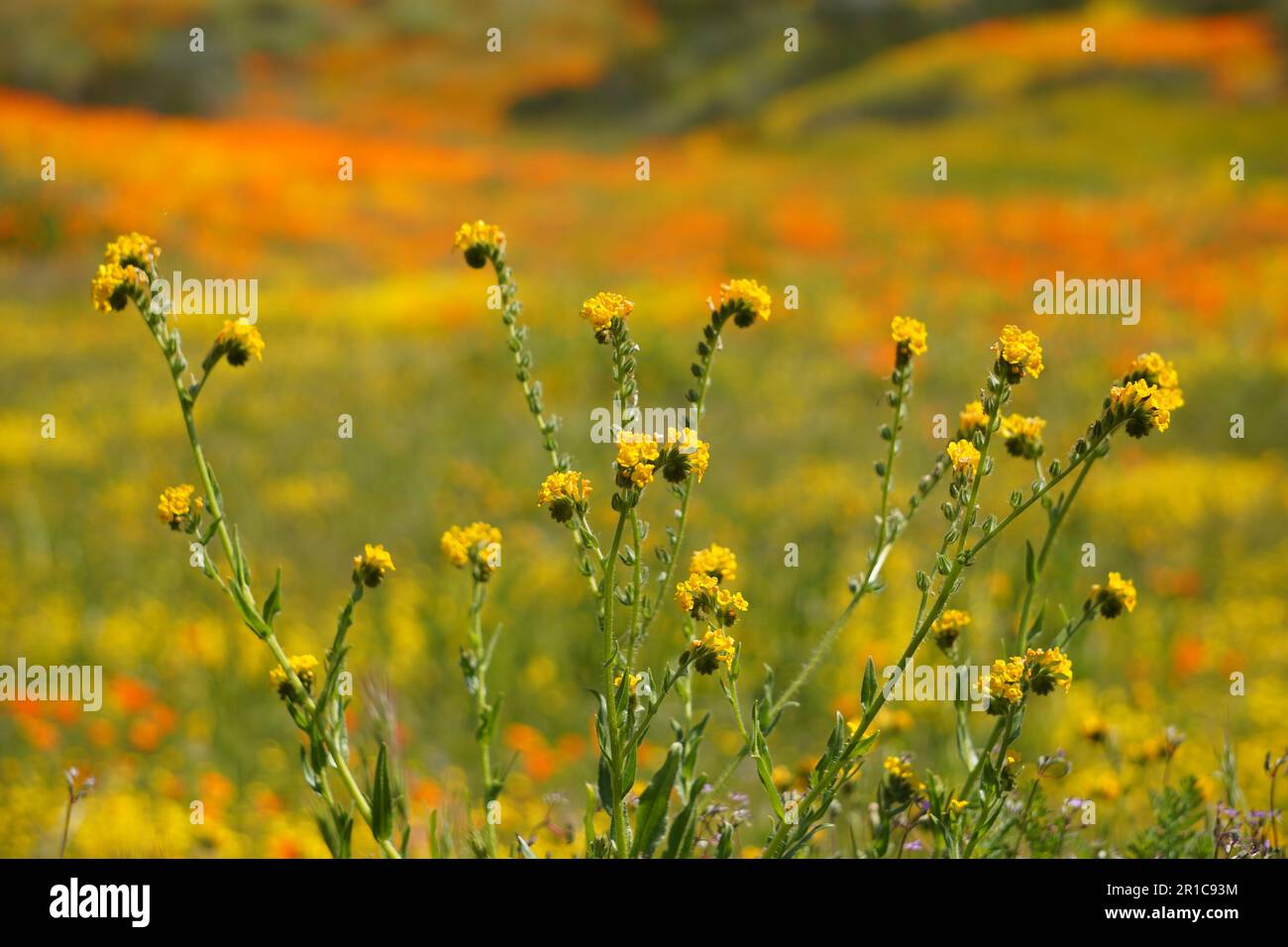 Tiny Yellow-Orange wildflower, Fiddleneck bloom in Diamond Valley Lake ...