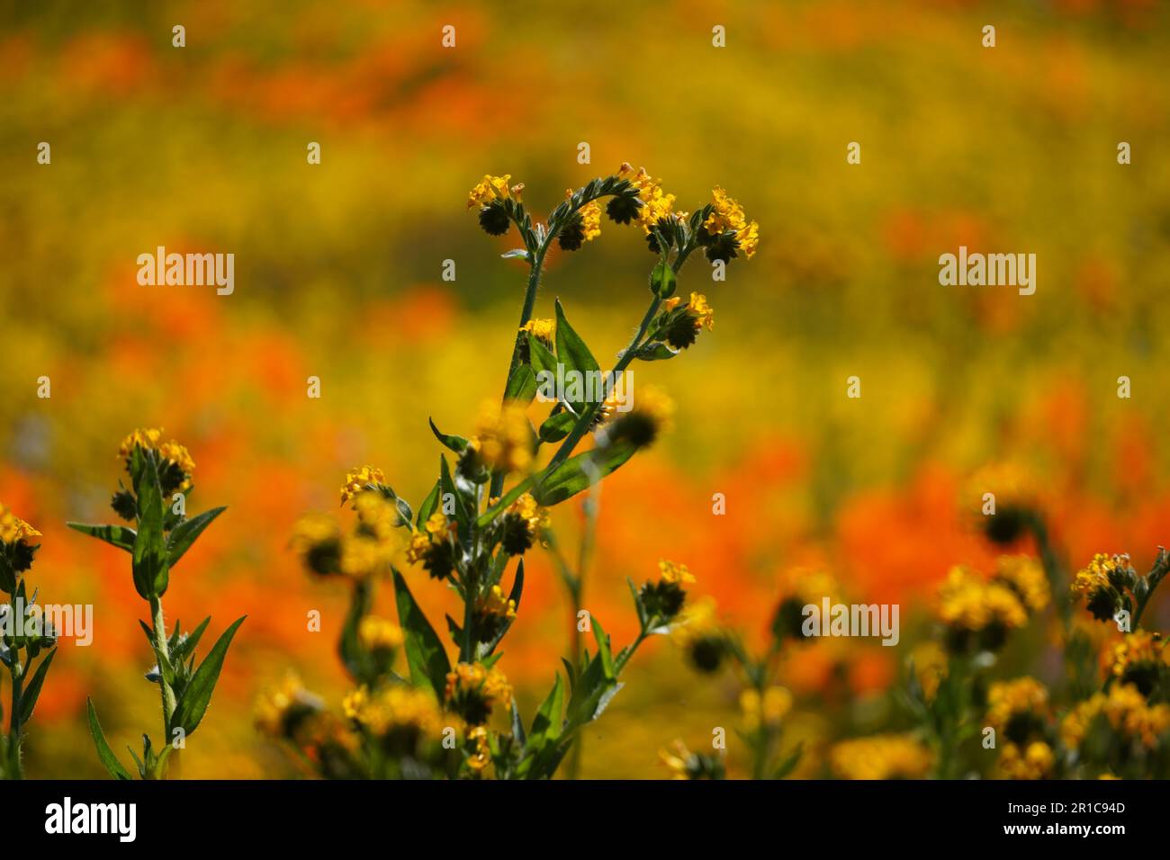 Tiny Yellow-Orange wildflower, Fiddleneck bloom in Diamond Valley Lake ...