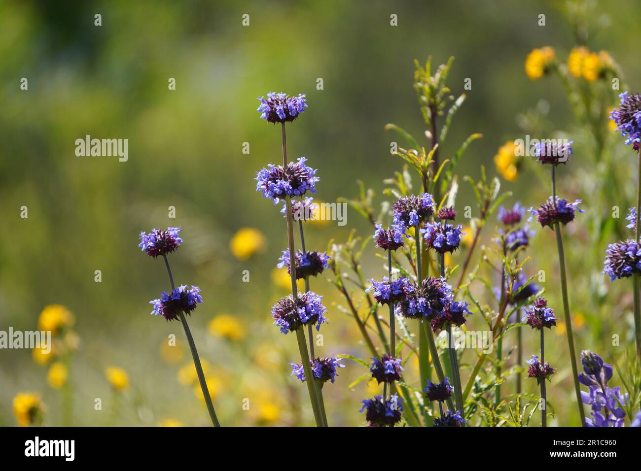 Native california plants hi-res stock photography and images - Alamy