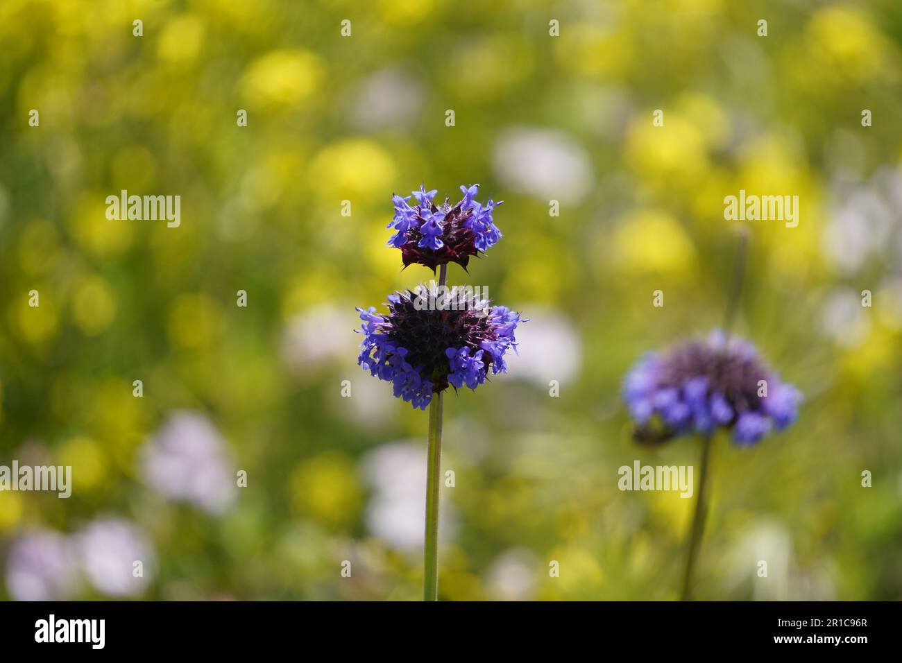 Chia Phacelia columbaria purple wild flowers bloom in Souther ...