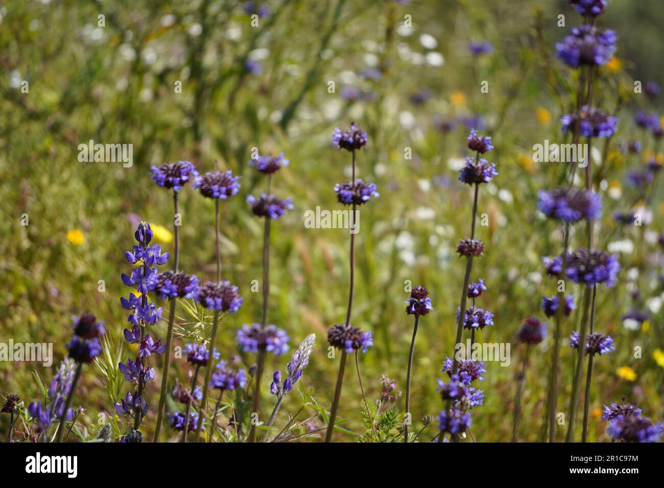 Chia Phacelia columbaria purple wild flowers bloom in Souther ...