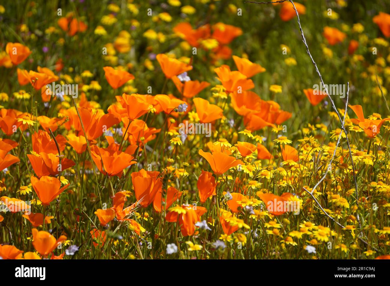 The California Poppy, named the State Flower, blooming in Diamond ...