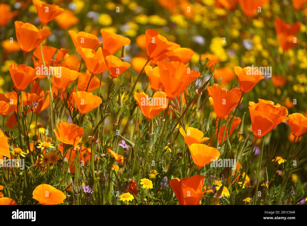 The California Poppy, named the State Flower, blooming in Diamond ...