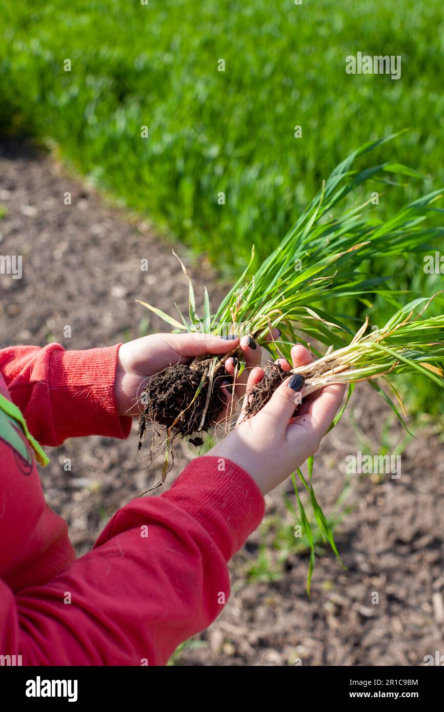 A girl farmer examines the root system of a bunch of wheat in an ...