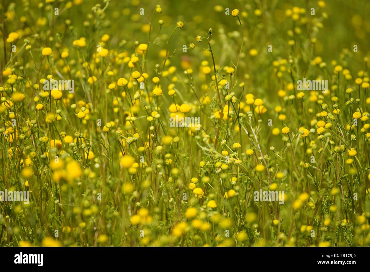 Yellow wild flowers bloom in California Stock Photo - Alamy