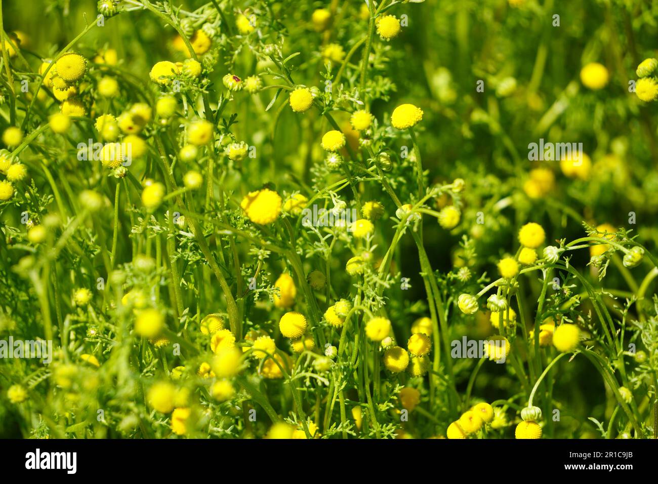 Yellow wild flowers bloom in California Stock Photo - Alamy
