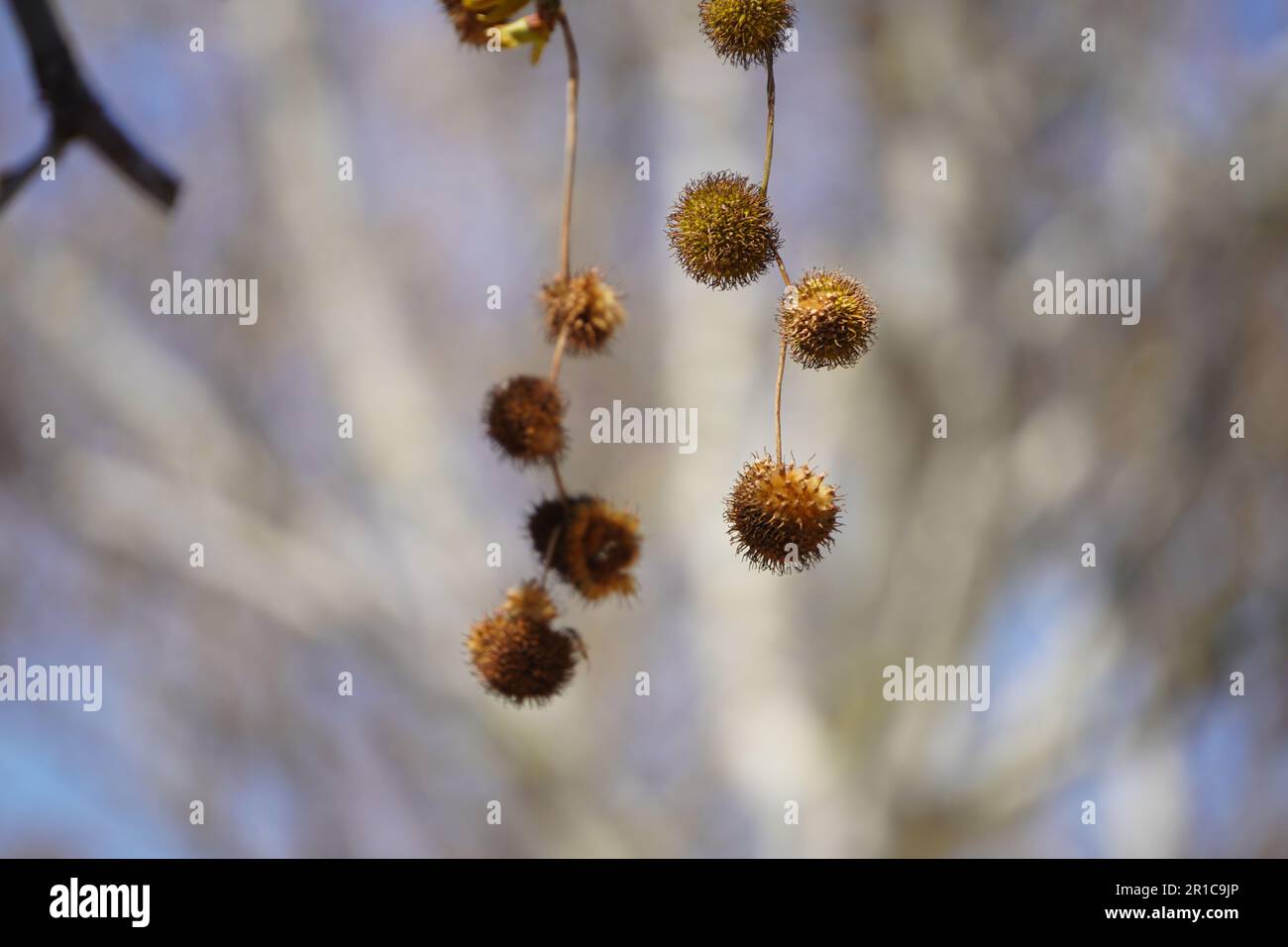 Sweet Gum Tree Spiked Balls on the tree Stock Photo - Alamy