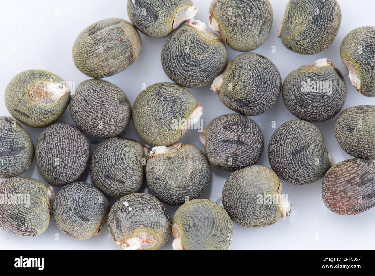 close-up view of radish seeds Stock Photo - Alamy