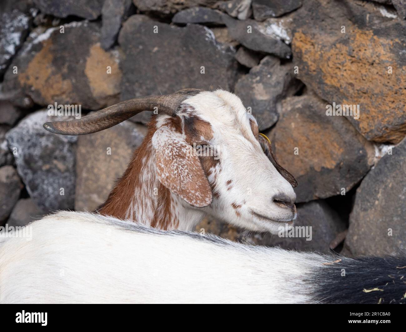Majorera goat, native breed in Tenerife of the Canary Island Stock ...