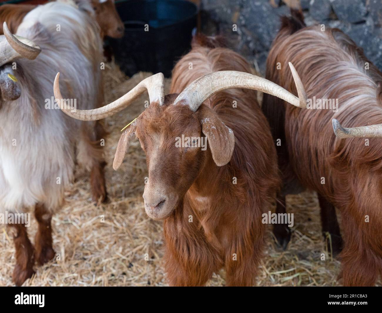 Palmera goat Spanish autochthonous breed from Canary Island of La Palma ...