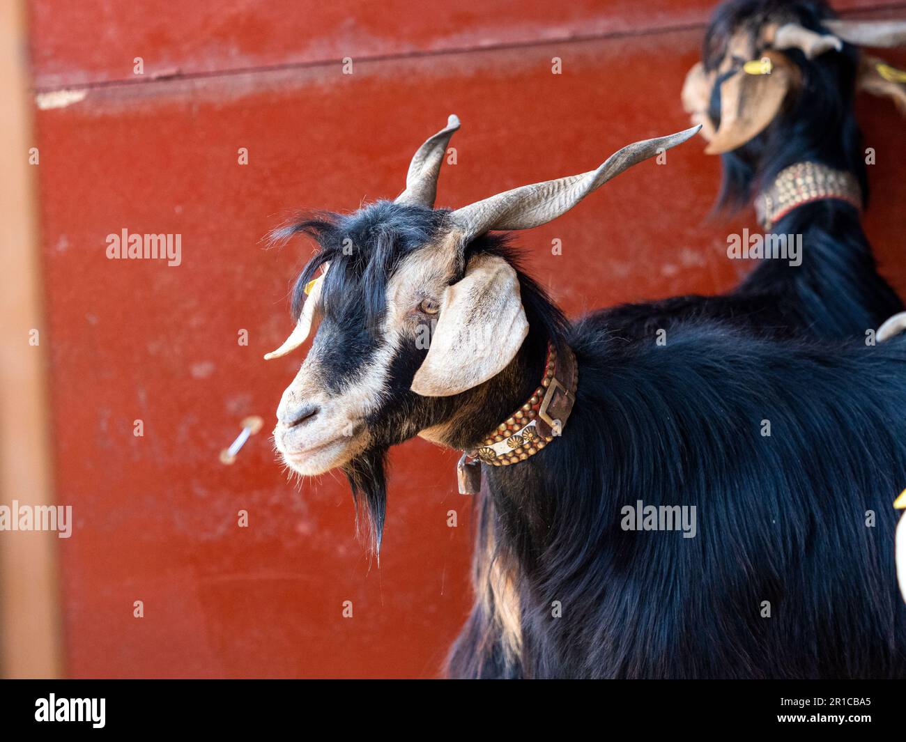 Northern Tenerife goat, native breed of the Canary Island Stock Photo ...