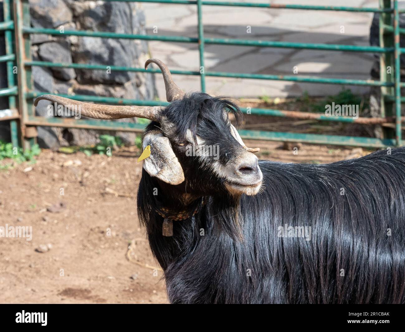 Northern Tenerife goat, native breed of the Canary Island Stock Photo ...