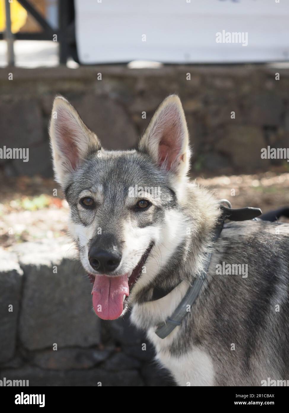 Lobito Herreño spanish purebred dog and native breed of Canary Island ...