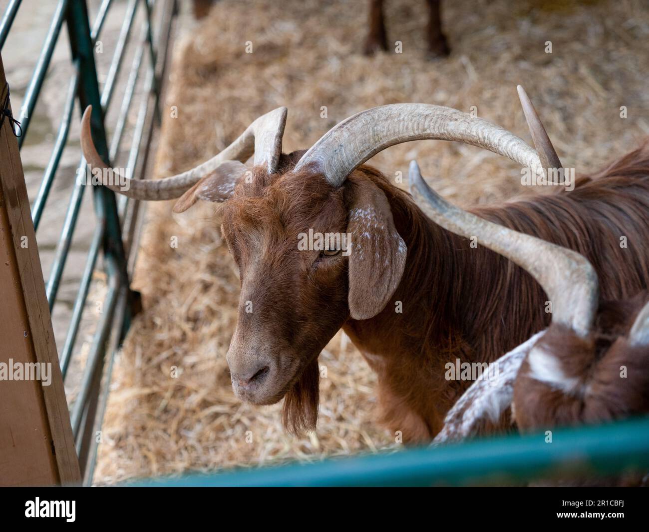 Palmera goat Spanish autochthonous breed from Canary Island of La Palma ...