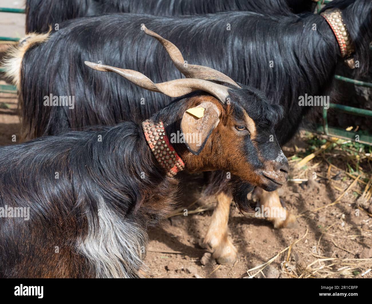 Northern Tenerife goat, native breed of the Canary Island Stock Photo ...