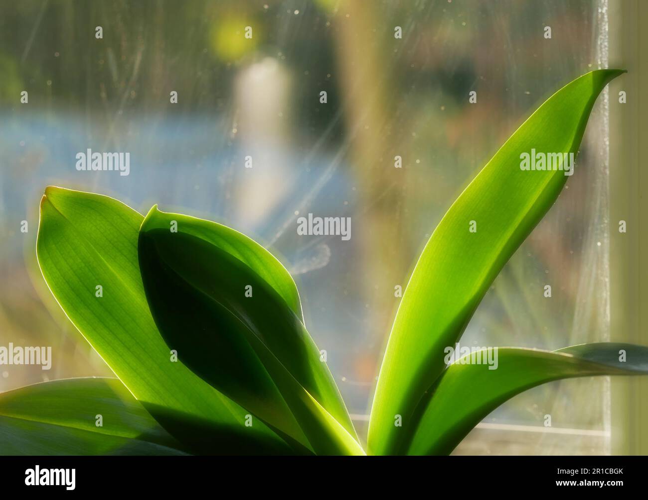 Green orchid leaves in front of a window Stock Photo - Alamy