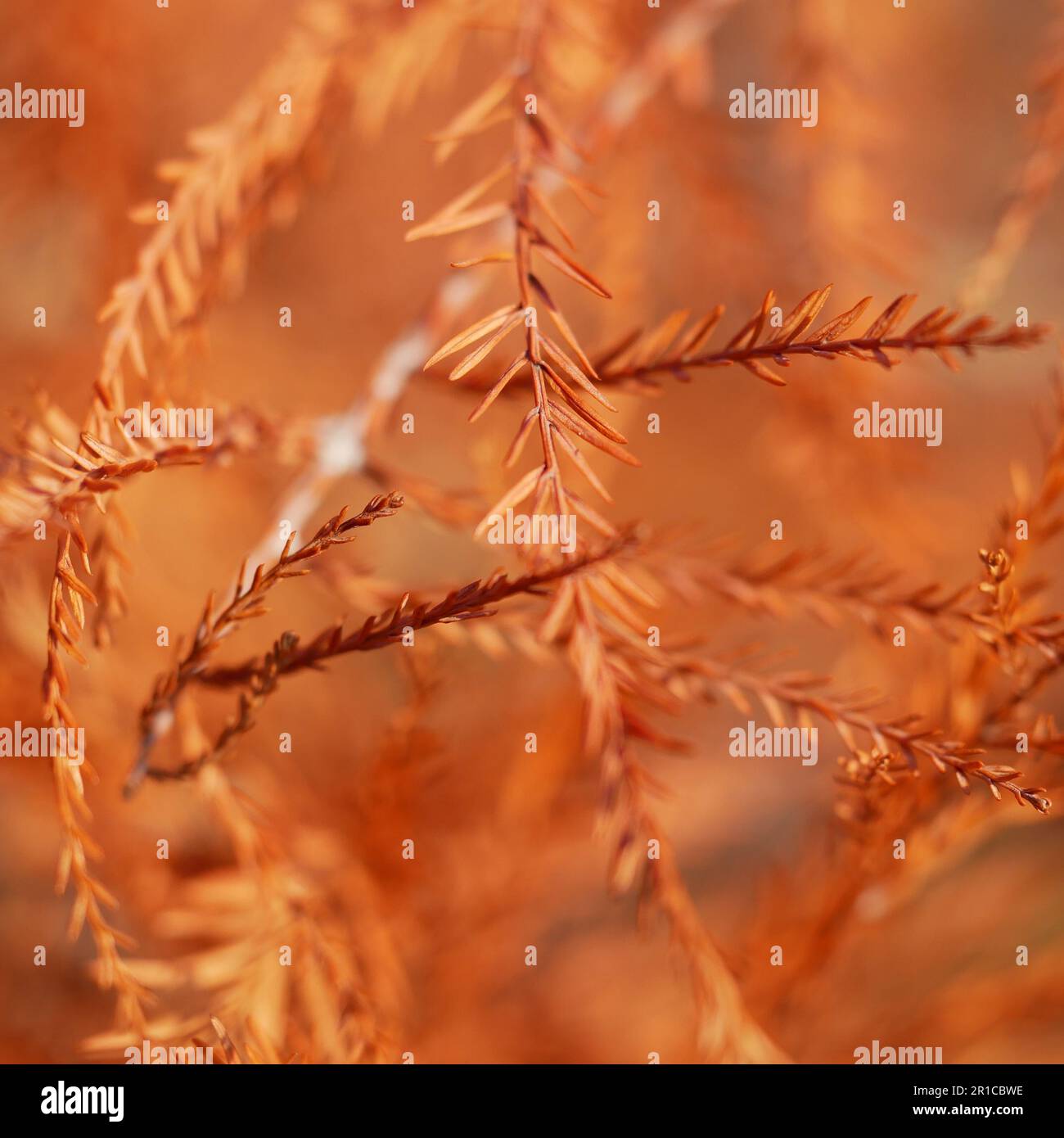 Bald cypress taxodium distichum needles hi-res stock photography and ...