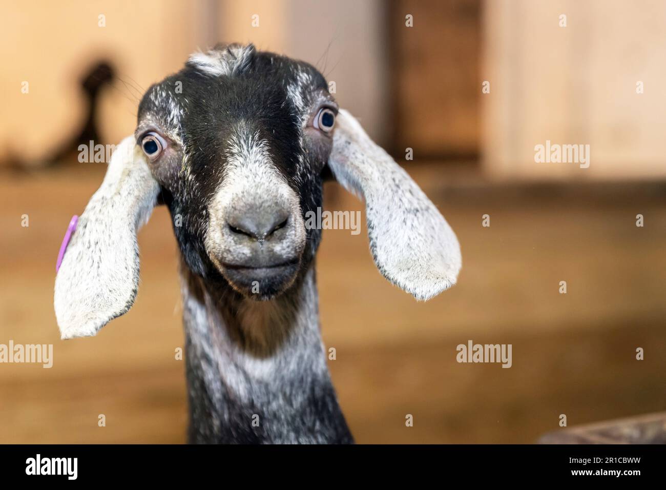 Funny face small goat, bicolor goat, Domestic goat, goat portrait Stock ...