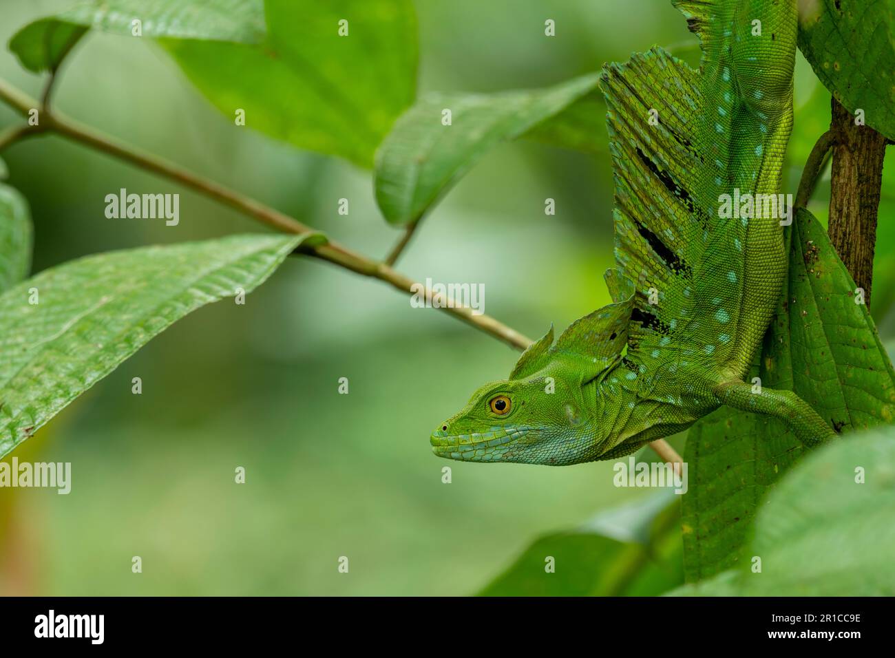 Double-crested Basilisk, Basiliscus plumifrons, on branch, Costa Rica ...