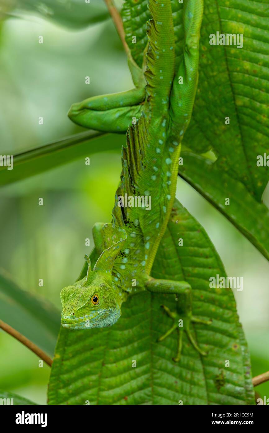 Double-crested Basilisk, Basiliscus plumifrons, on branch, Costa Rica ...