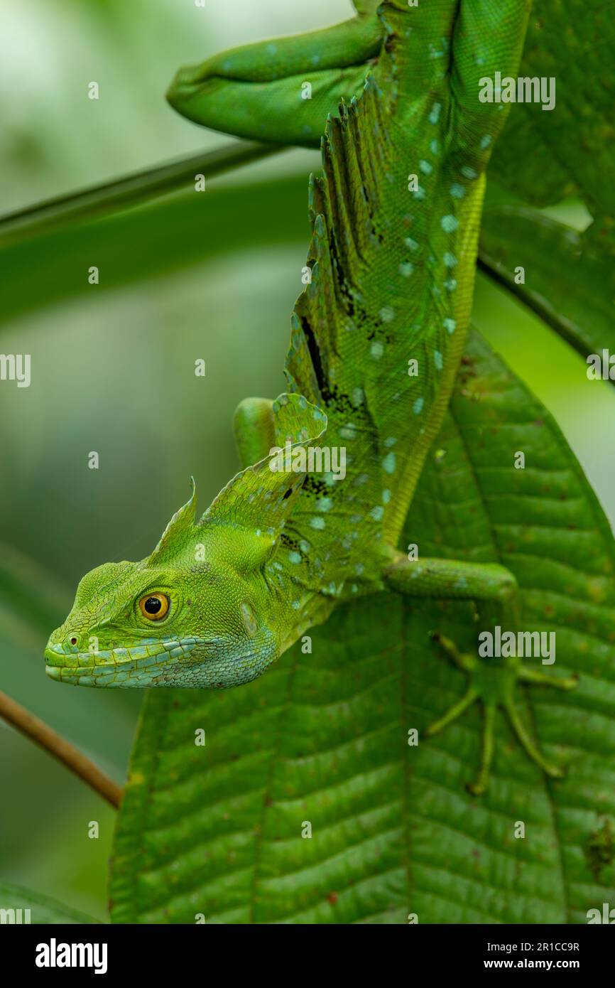Double-crested Basilisk, Basiliscus plumifrons, on branch, Costa Rica ...