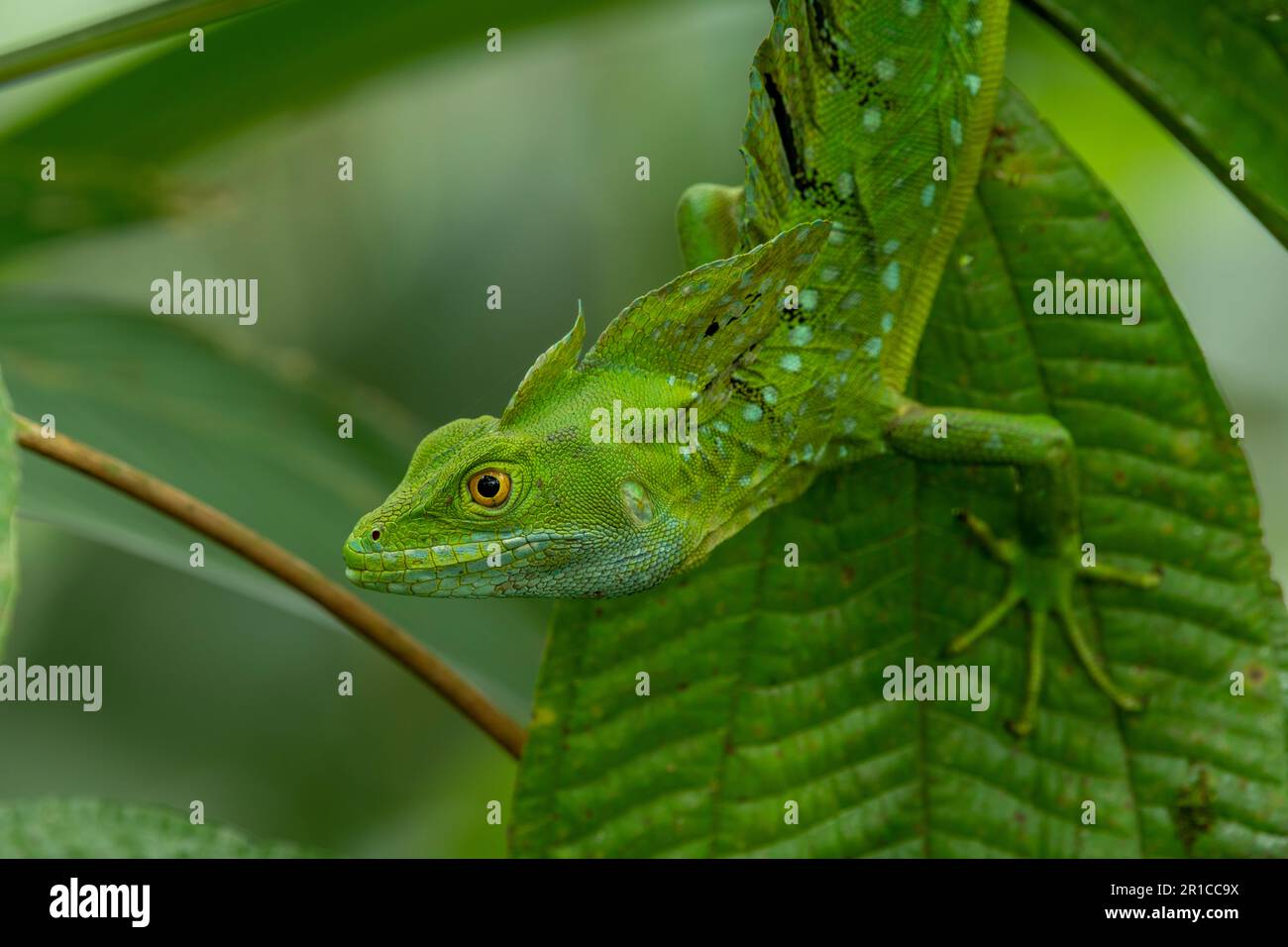 Double-crested Basilisk, Basiliscus plumifrons, on branch, Costa Rica ...