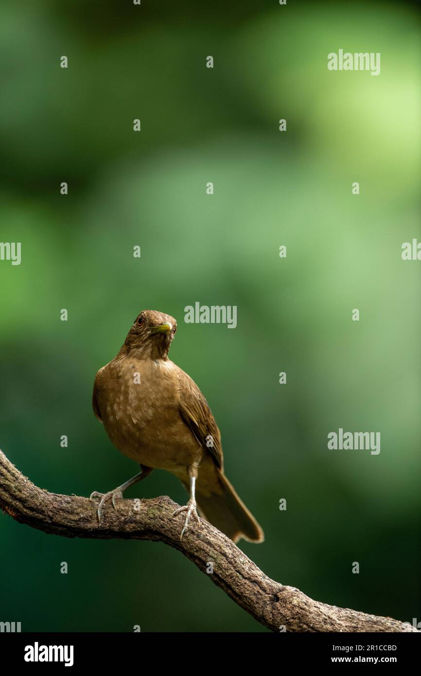 Clay-colored Robin (Turdus grayi), adult perched, Central Valley, Costa ...