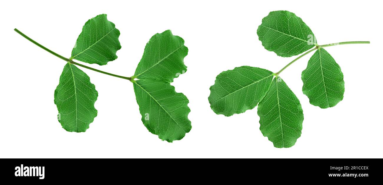 Fresh carob leaves isolated on white background. Top view. Flat lay ...