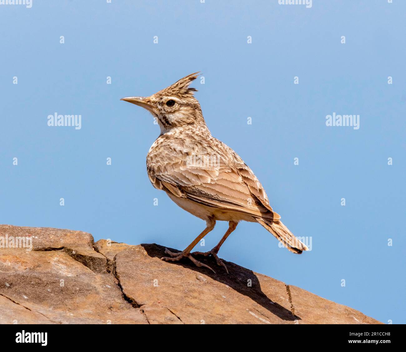 Crested Lark (Galerida cristata) Paphos, Cyprus Stock Photo - Alamy