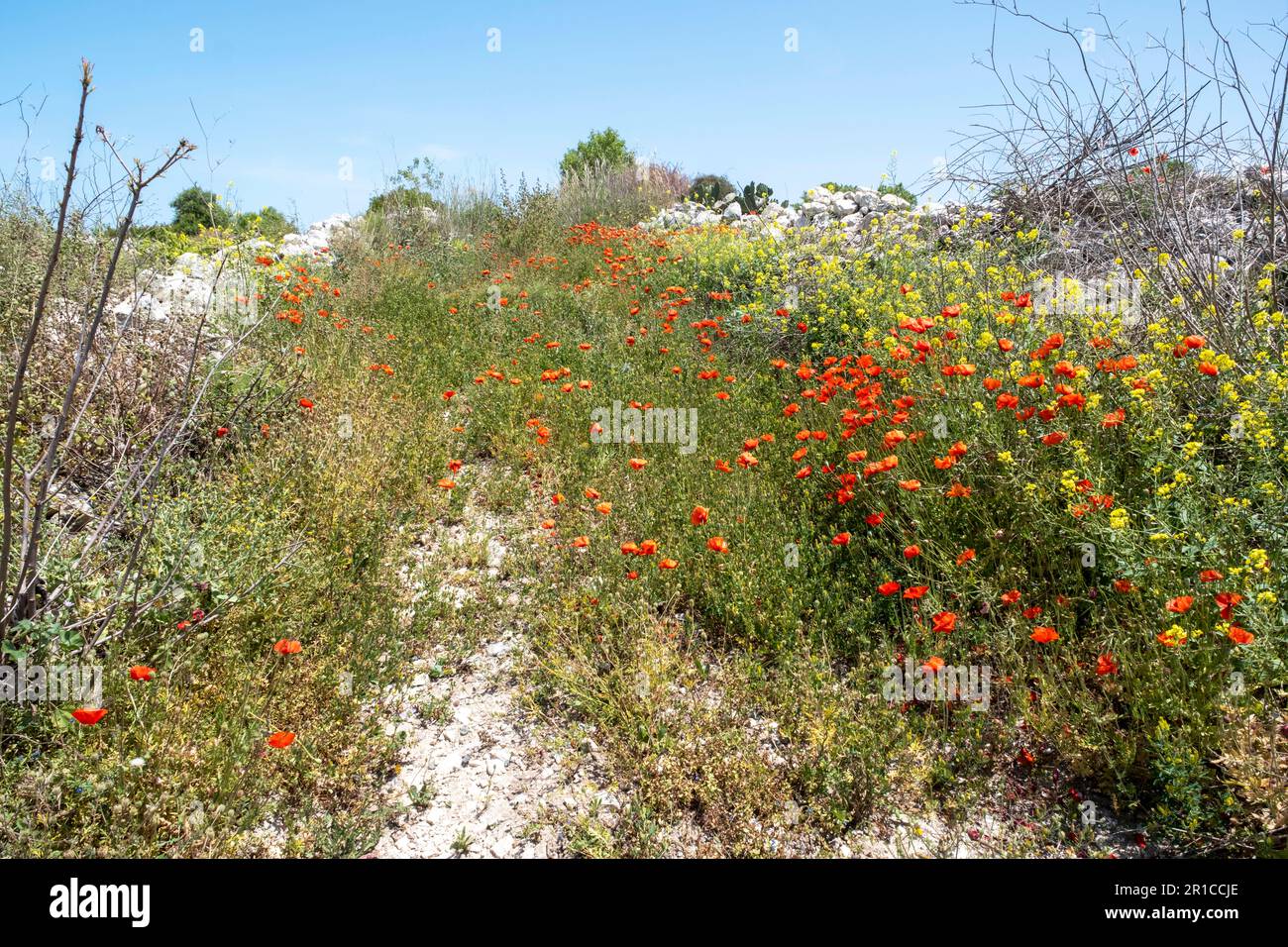 Wild poppies in countryside hi-res stock photography and images - Alamy