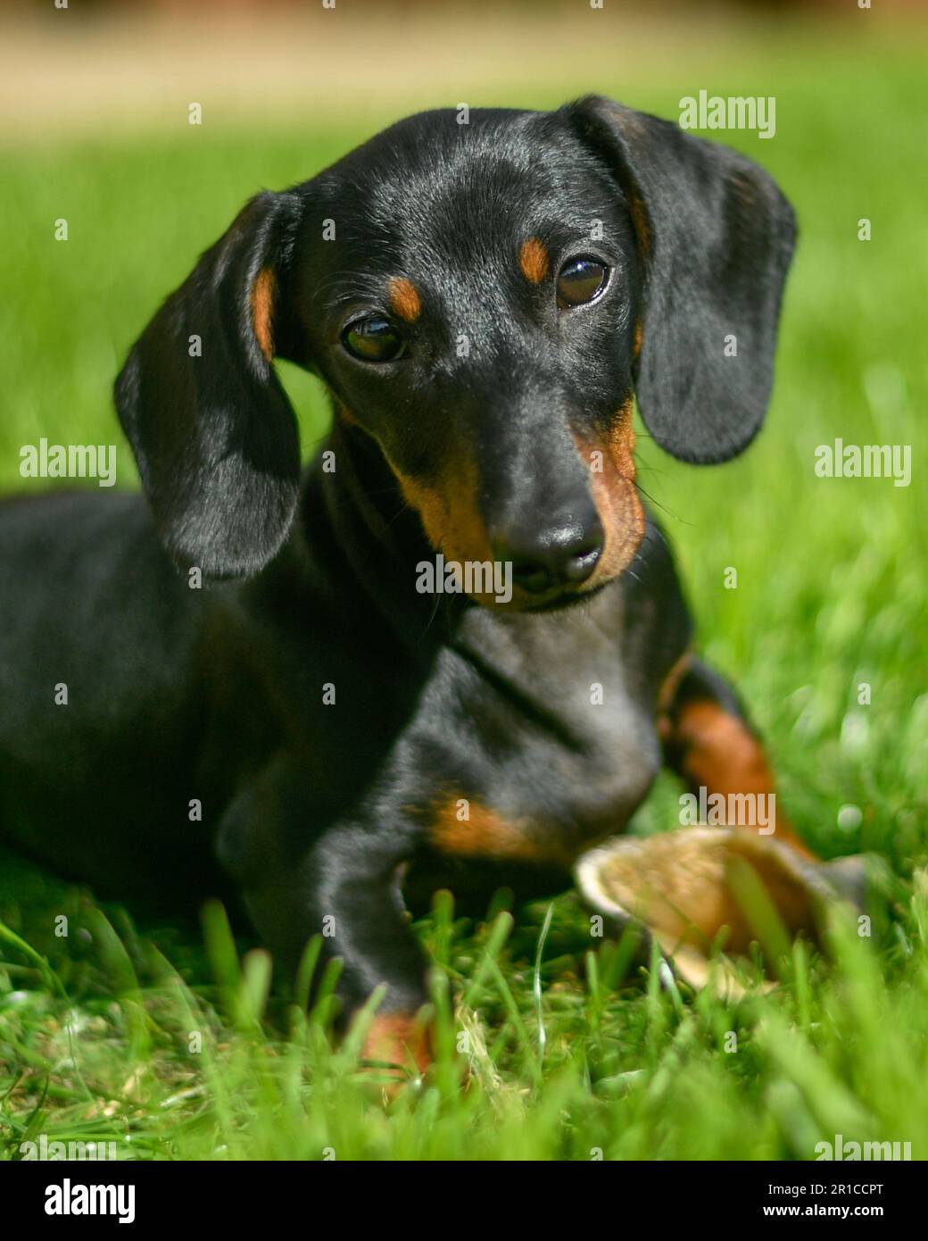 Cute Black Short-Haired Miniature Dachshund Stock Photo - Alamy