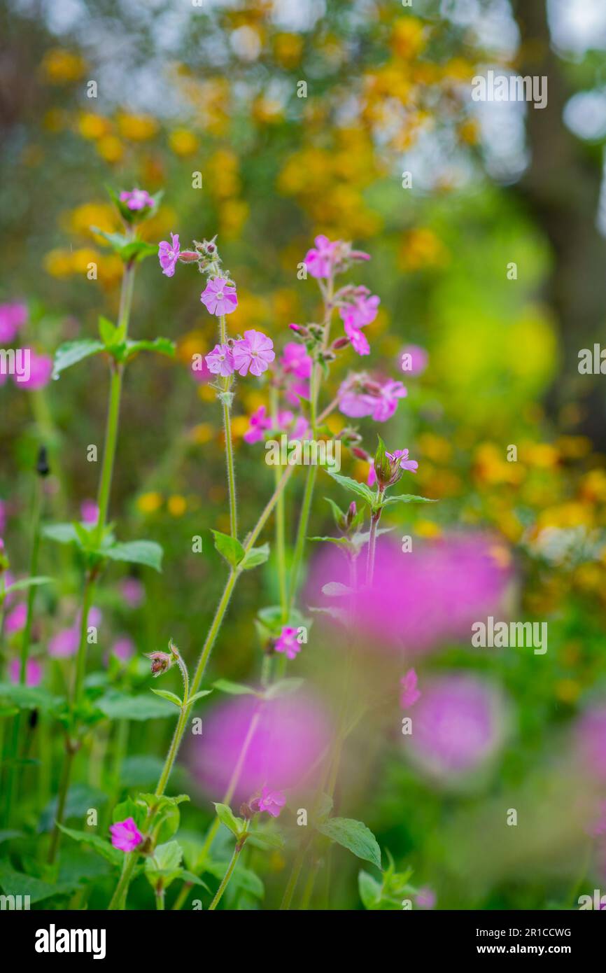 Pink campion plants hi-res stock photography and images - Alamy
