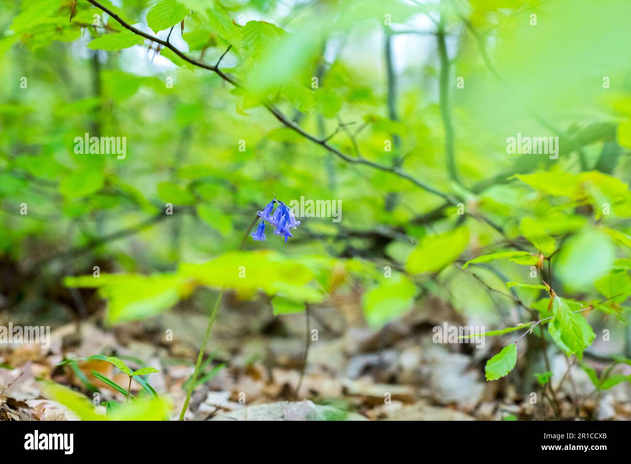Native British Bluebell flower Stock Photo - Alamy