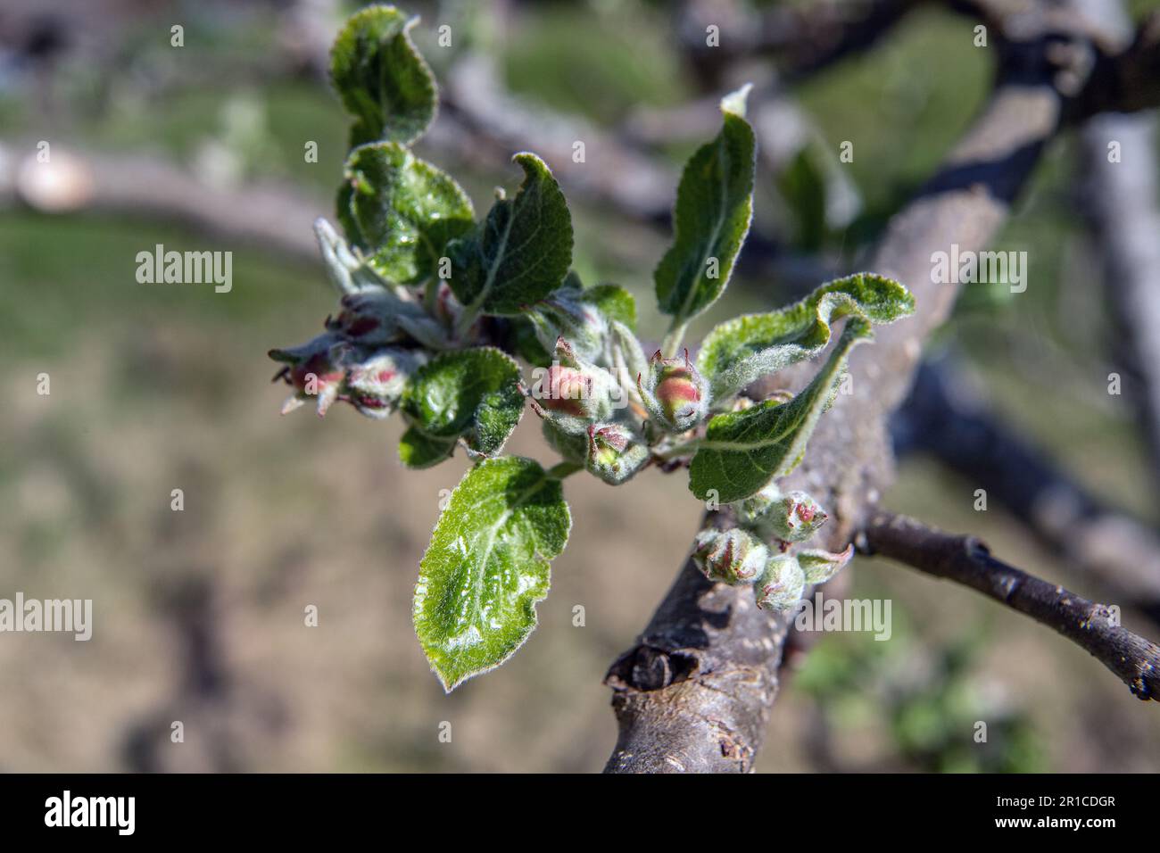 red apple buds - flowering buds on apple tree Stock Photo - Alamy