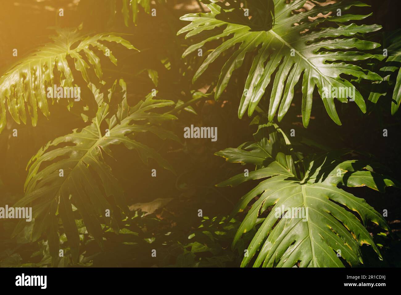 Monstera green leaves photo with warm sun rays. Dark green tones ...