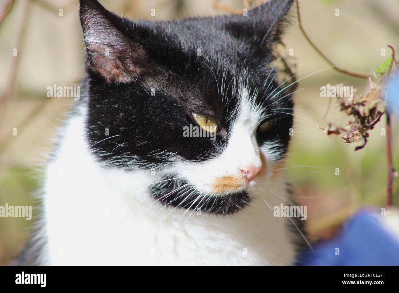 Short haired black cat hi-res stock photography and images - Alamy