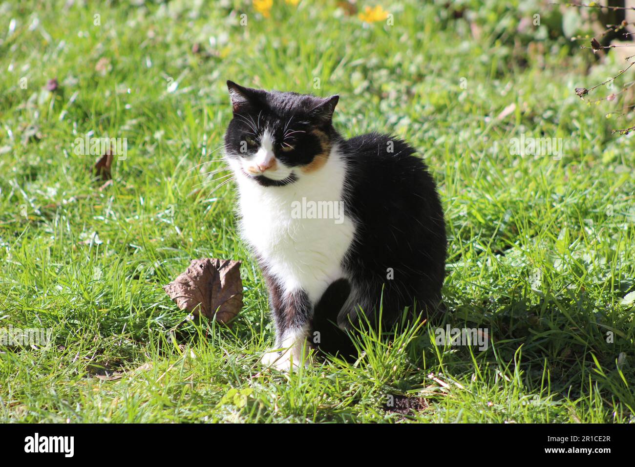 Domestic short-haired cat in sunny garden Stock Photo - Alamy