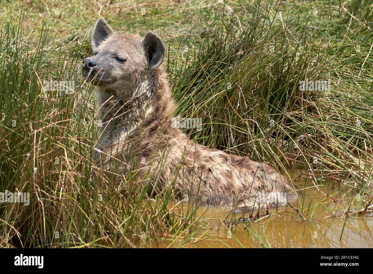 A hyena relaxing in a body of water surrounded by lush green grass ...