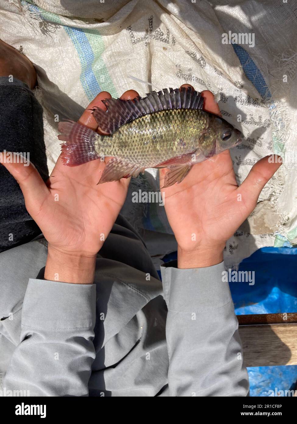 Nile tilapia fish hi-res stock photography and images - Alamy