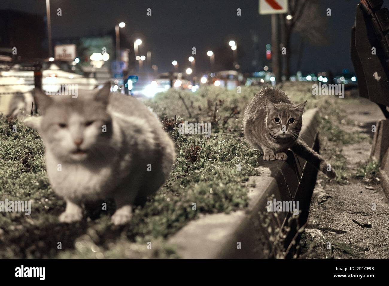Istanbul evening, where a group of homeless cats find solace in the ...