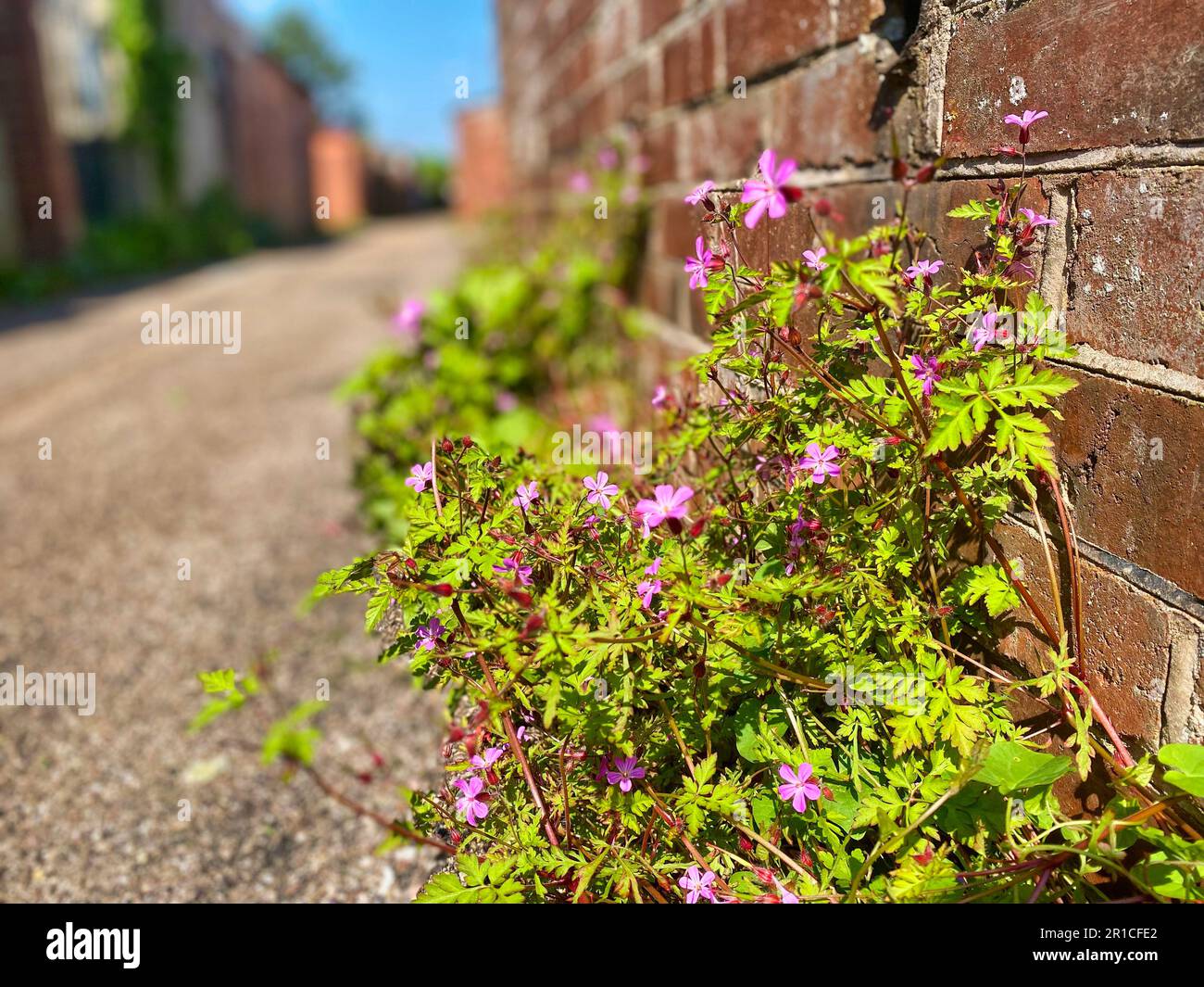 Pathway at back of houses Stock Photo - Alamy