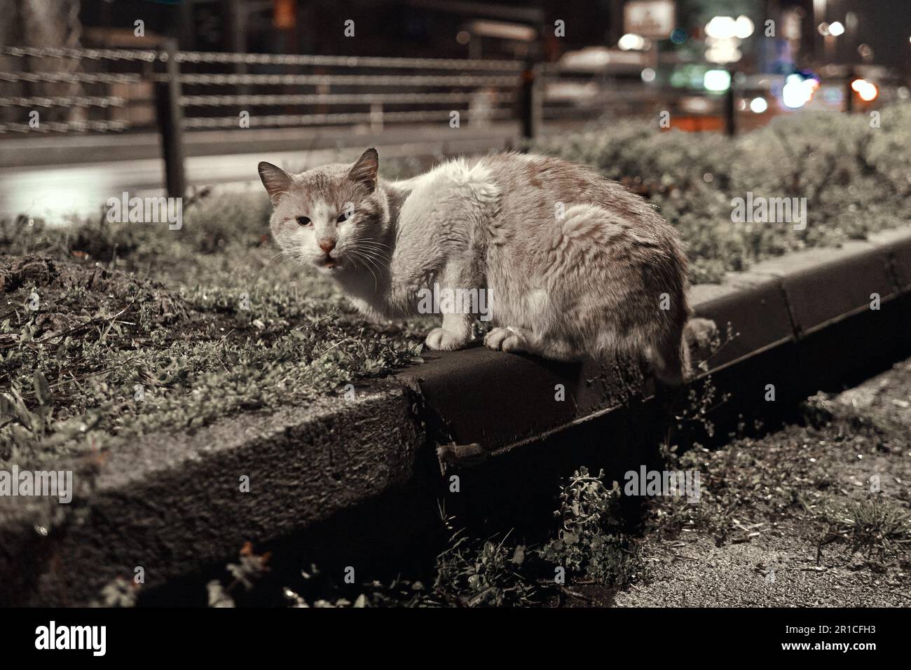 Istanbul evening, where a group of homeless cats find solace in the ...